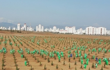 Spring Tree Plantation Campaign Starts in Turkmenistan - News Central ...