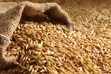 Central Asia Wheat Situation Report: Season 2024-2025 - News Central ...
