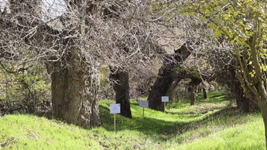 Turkmen village in Uzbekistan has trees that are 500 years old - News ...