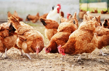 New research reveals that chickens were widely raised across southern ...