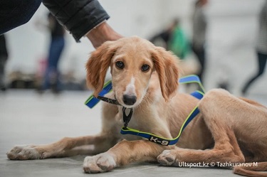 “Kazakh Tazy” Dog Breed May Become a National Brand of Kazakhstan ...
