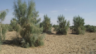 Deserts in Central Asia – Part Four - News Central Asia (nCa)
