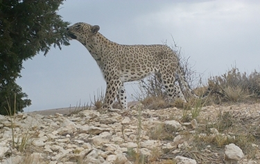 To protect migratory species of fauna in Turkmenistan - News Central ...