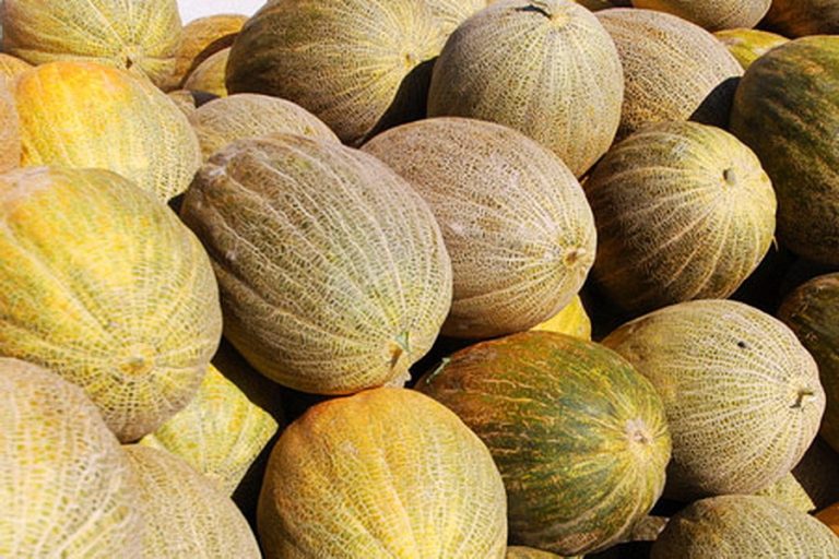 The Golden Fruit of the Desert: Unlocking the Future of Turkmenistan's ...
